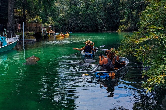 Weeki Wachee Clear Kayak Ecotours Manatee Season - November 14th-March 31st - Manatee Viewing Opportunities