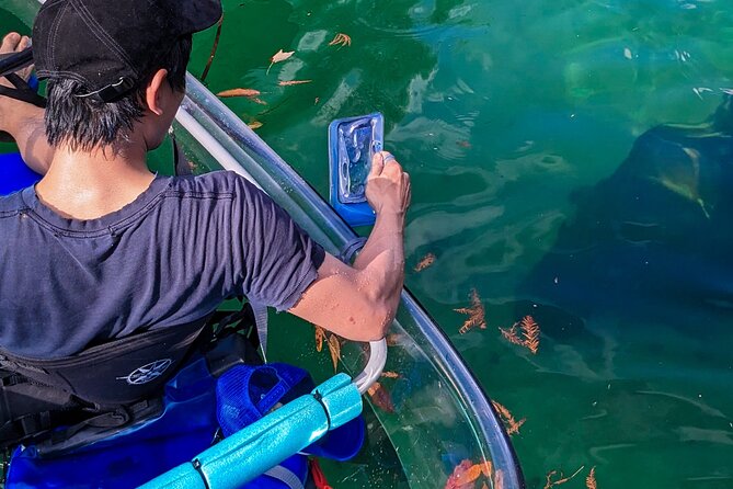 Weeki Wachee Clear Kayak Ecotours Manatee Season - November 14th-March 31st - Wildlife Sightings