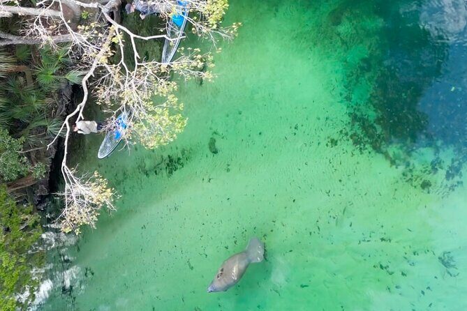 Weeki Wachee Clear Paddle Board Ecotours - An In-Depth Look at the Tour Experience