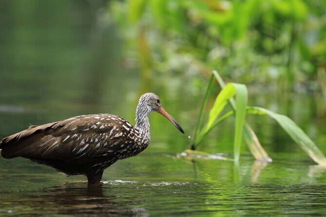Wekiva Wildlife Kayaking Adventure Tour - What Previous Travelers Say