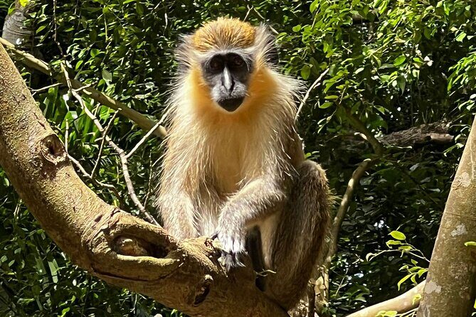 Welchman Hall Gully, Huntes Garden and Peg Farm Family Day - Exploring Barbados’ Natural Beauty: Welchman Hall Gully, Huntes Garden, and Peg Farm Family Day