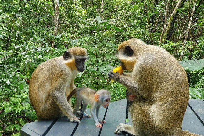 Welchman Hall Gully, Huntes Garden and Peg Farm Family Day - Final Words: Is It Worth It?