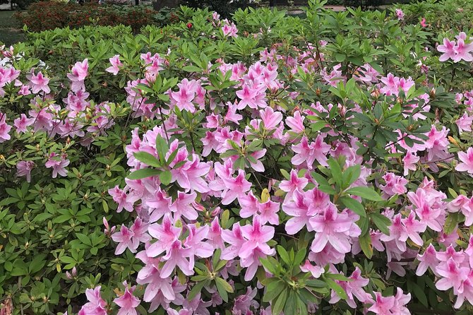 Welcome to Savannah Guided Walking Tour - Who Should Consider This Tour