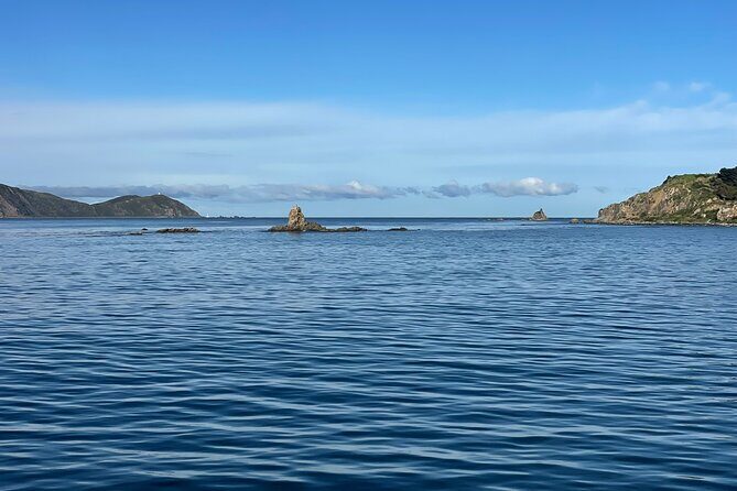 Wellington 90 minute Harbour Cruise - Authentic Experiences and Practical Insights