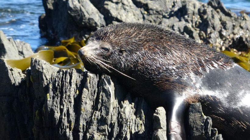 Wellington: Half Day Seal Coast Safari - Key Points
