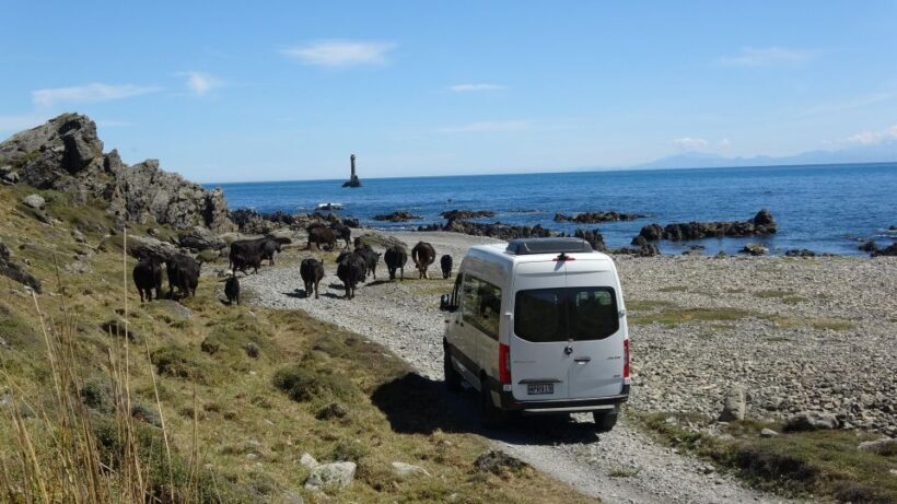 Wellington: Half Day Seal Coast Safari - Final Thoughts