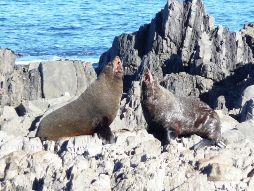 Wellington: Half Day Seal Coast Safari - FAQ