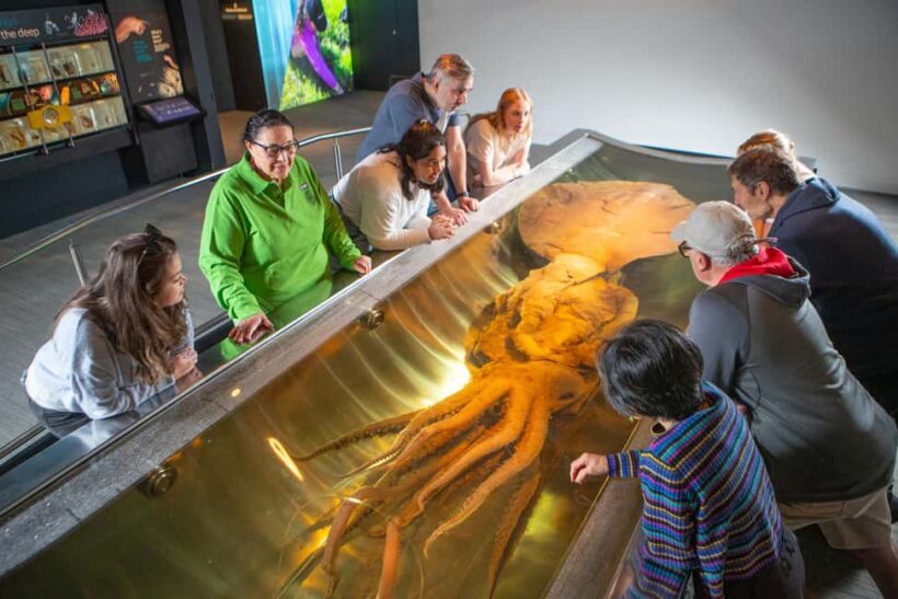 Wellington: Museum of NZ Guided Tour & General Admission - FAQ