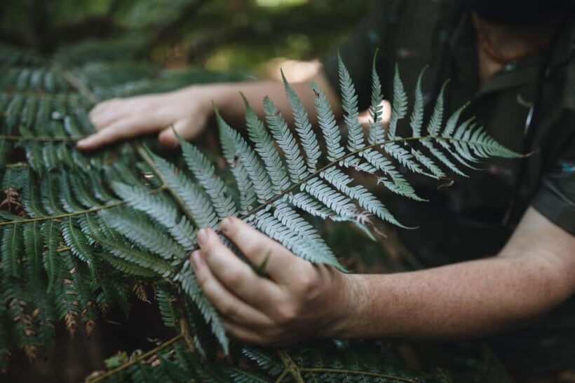 Wellington: Original LOTR Full-Day Tour with Weta & Lunch - The Gardens of Isengard and the Fells of Fangorn