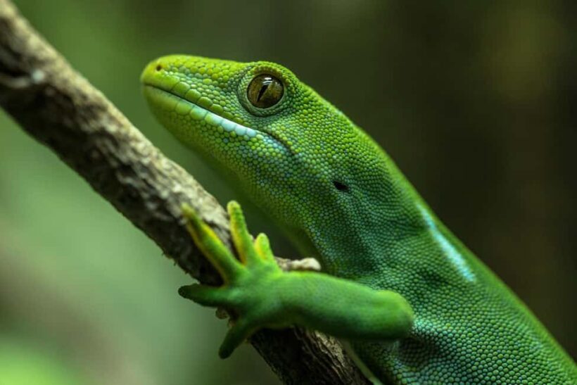 Wellington Zoo Entry Ticket + Animals of Aotearoa Group Tour - An Introduction to Wellington Zoo’s Animals of Aotearoa Tour
