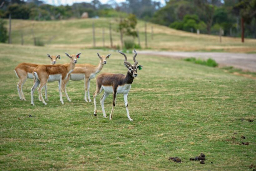 Werribee Open Range Zoo: Entry Ticket - Key Points