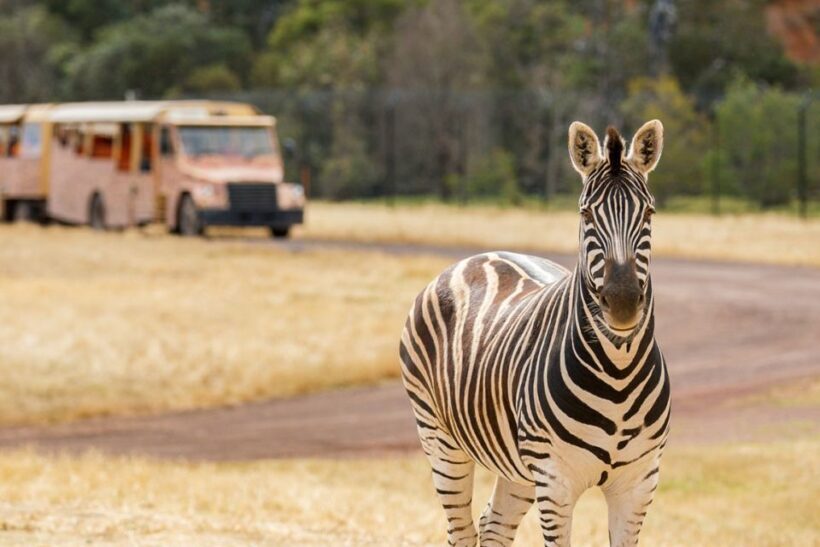 Werribee Open Range Zoo: Entry Ticket - Exploring Werribee Open Range Zoo: An Authentic Wild Experience Close to Melbourne