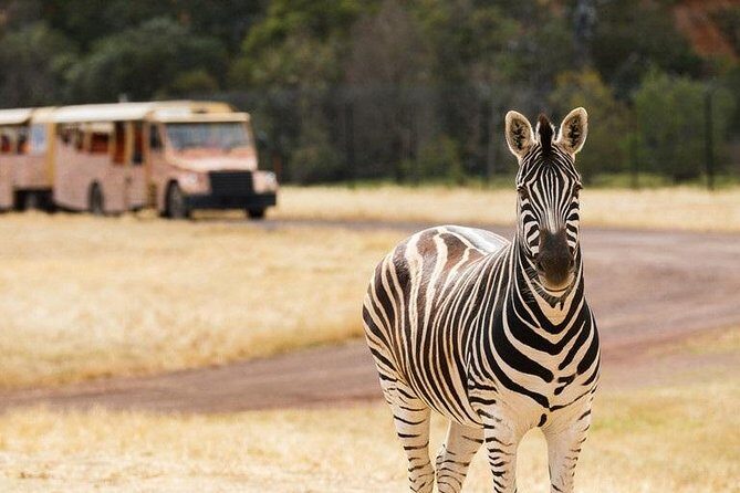 Werribee Open Range Zoo General Admission Ticket - Exploring Werribee Open Range Zoo: What to Expect