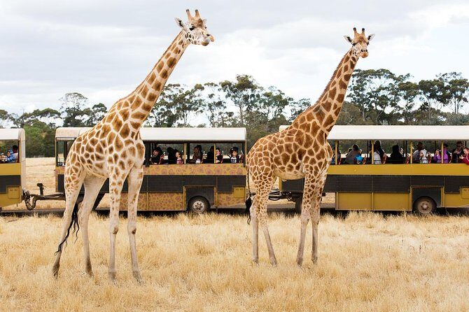 Werribee Open Range Zoo General Admission Ticket - The Sum Up: Why It’s Worth It