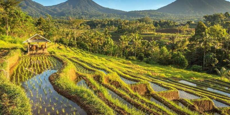West Bali: Jatiluwih Rice Terrace and Tanah Lot Sunset Tour - Final Thoughts: Is This Tour Right for You?