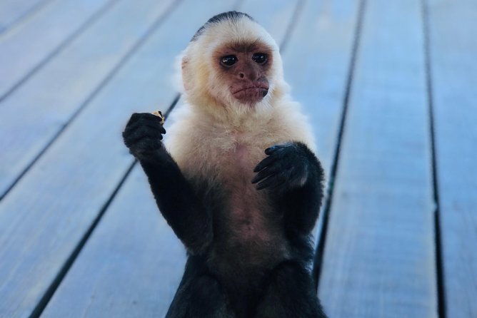 West Bay Beach Break / Monkey and Sloth Sanctuary - Cancellation Policy and Booking Options