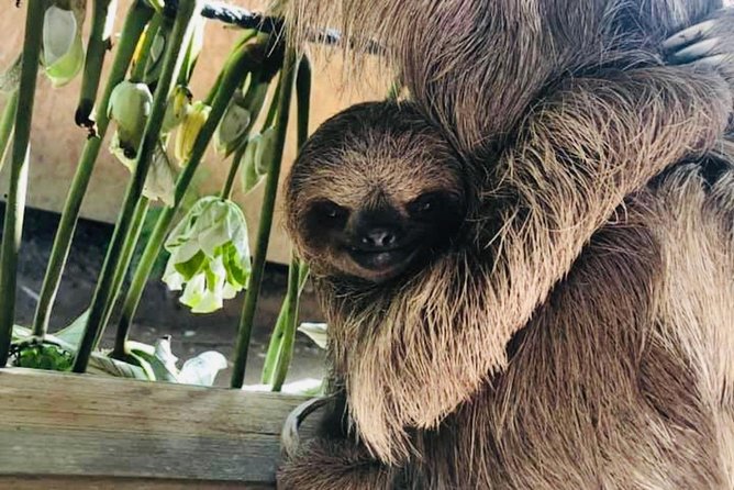 West Bay Beach Break / Monkey and Sloth Sanctuary - Visiting the Monkey and Sloth Sanctuary