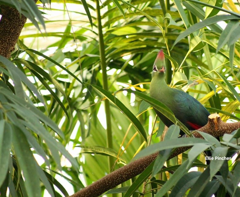 West Berkshire,UK: The Living Rainforest Centre Entry Ticket - Key Points