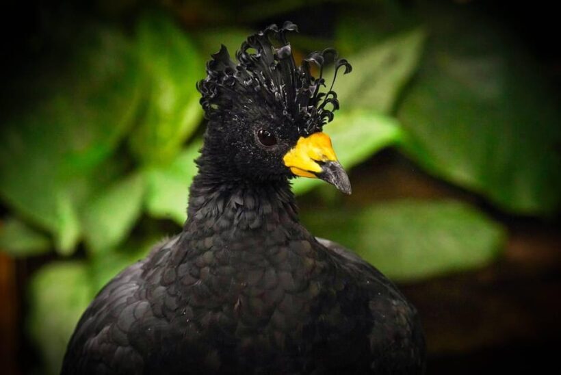 West Berkshire,UK: The Living Rainforest Centre Entry Ticket - Frequently Asked Questions