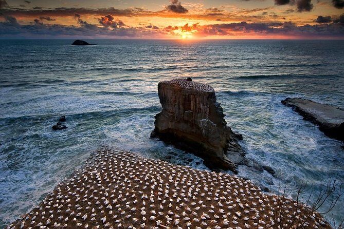 West Coast Discovery - Piha Beach or Muriwai Beach from Auckland - Key Points