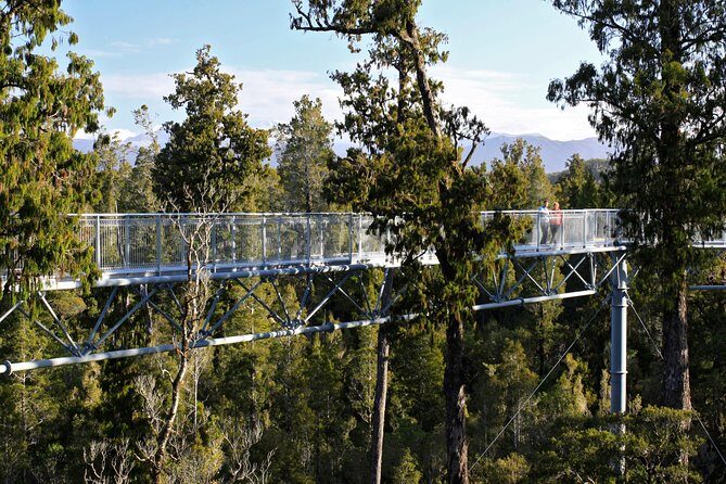 West Coast Tree Top Walk Experience - A Detailed Look at the West Coast Tree Top Walk Experience