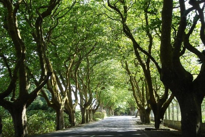 West Coast Van Tour (Half Day) | Terceira Island - Indulge in Artisan Cheese Tasting