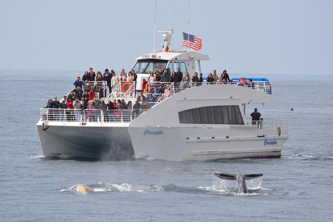 West Harbor LA Whale and Dolphin Watching Cruise - A Closer Look at the Experience