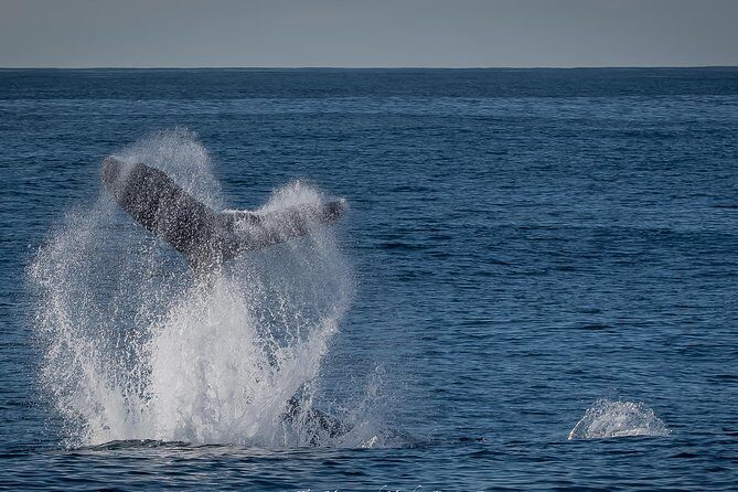 West Harbor LA Whale and Dolphin Watching Cruise - Final Thoughts