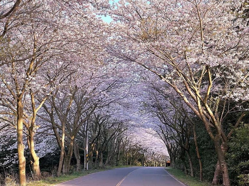 West Jeju Cherry Blossom Strawberry Picking Small Group Tour - An In-Depth Look at the Tour