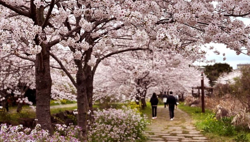 West Jeju Cherry Blossom Strawberry Picking Small Group Tour - The Sum Up