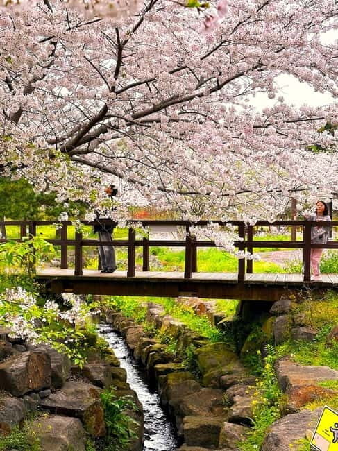 West Jeju Cherry Blossom Strawberry Picking Small Group Tour - FAQ