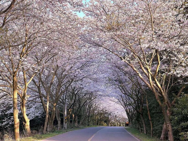 West Jeju Cherry Blossom Strawberry Picking Small Group Tour - Who Should Consider This Tour?