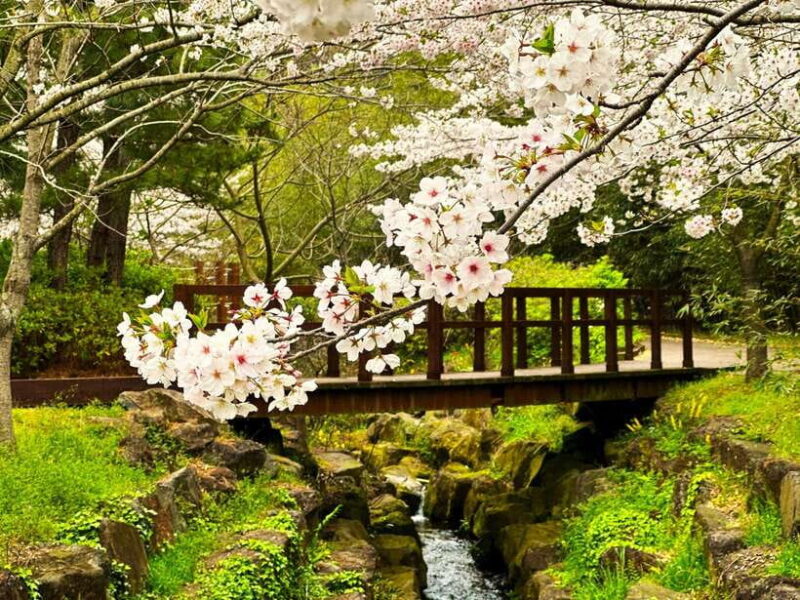 West Jeju Cherry Blossom Strawberry Picking Small Group Tour - FAQ