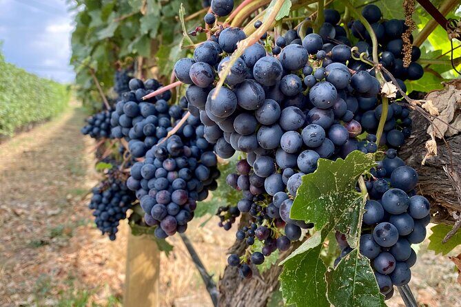 West Kelowna Half-Day Guided Wine Tour With 4 Wineries - Whats Included and Whats Not
