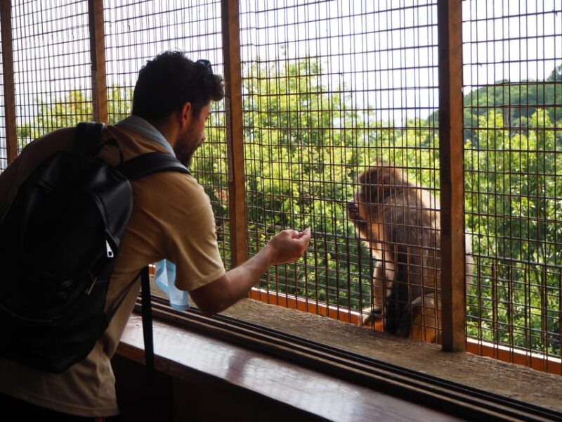 West Kyoto & Arashiyama: Walking Tour W/Matcha & Calligraphy - Key Points