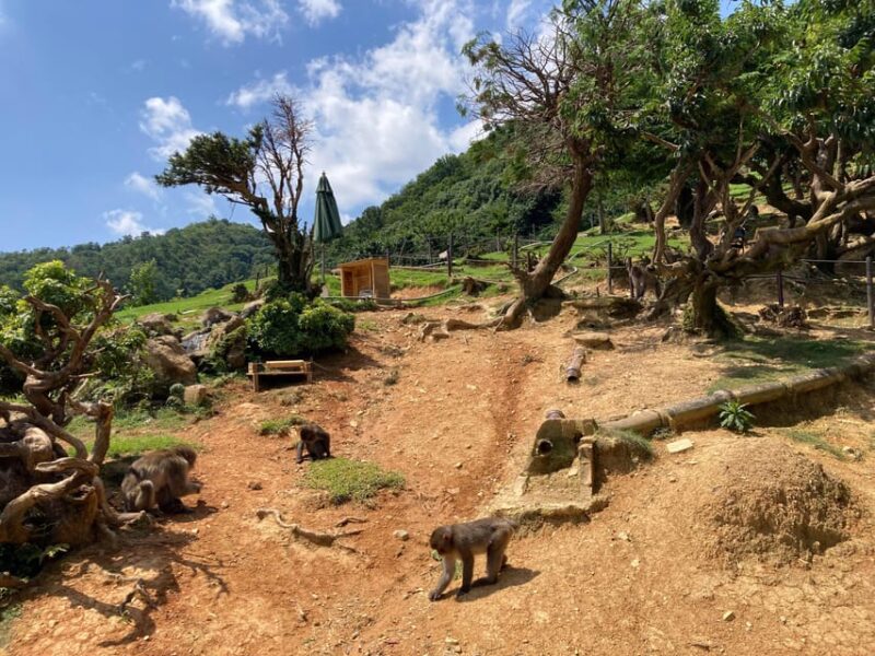 West Kyoto & Arashiyama: Walking Tour W/Matcha & Calligraphy - Tenryuji Temple