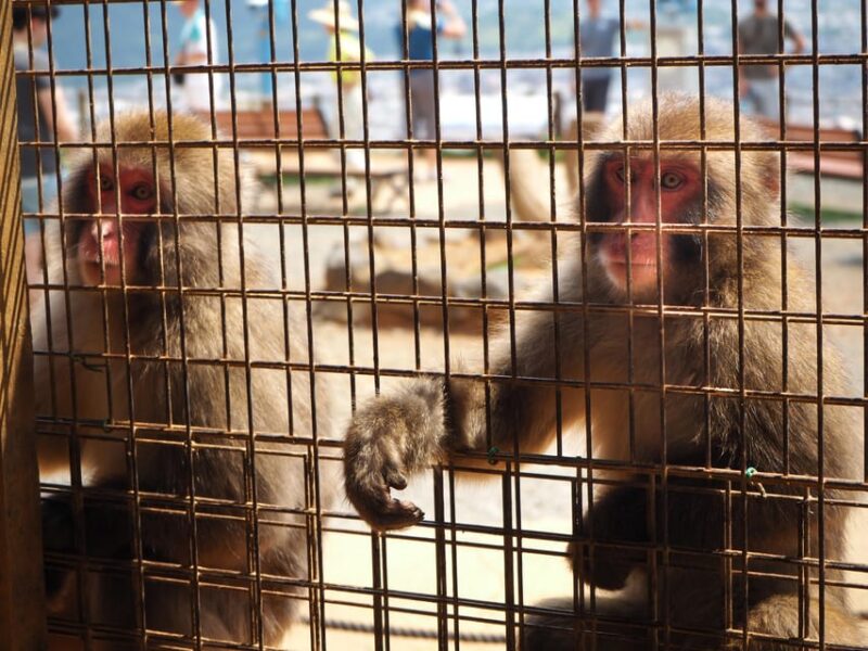 West Kyoto & Arashiyama: Walking Tour W/Matcha & Calligraphy - Togetsu-kyō Bridge