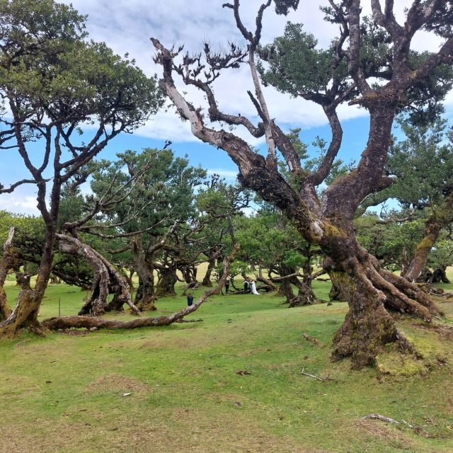 West Madeira:, Laurel Forest, Waterfall, Rock Pools, Walk - Who Will Love This Tour?