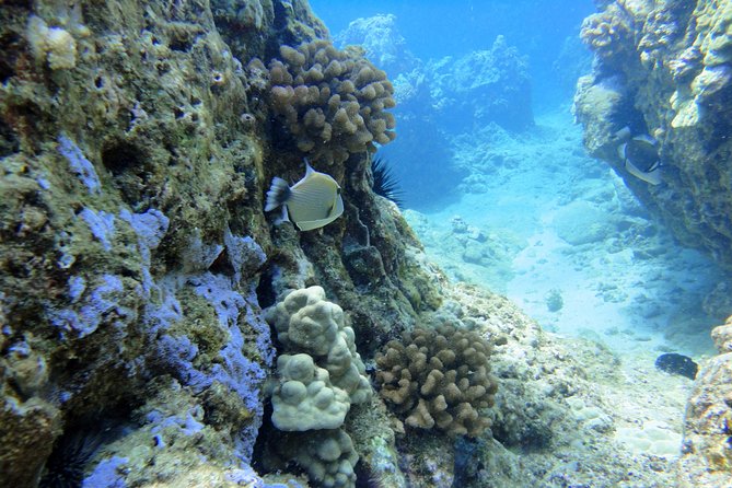 West Maui Snorkeling Experience by Boat from Ka'anapali - Comfort and Convenience: What’s Included