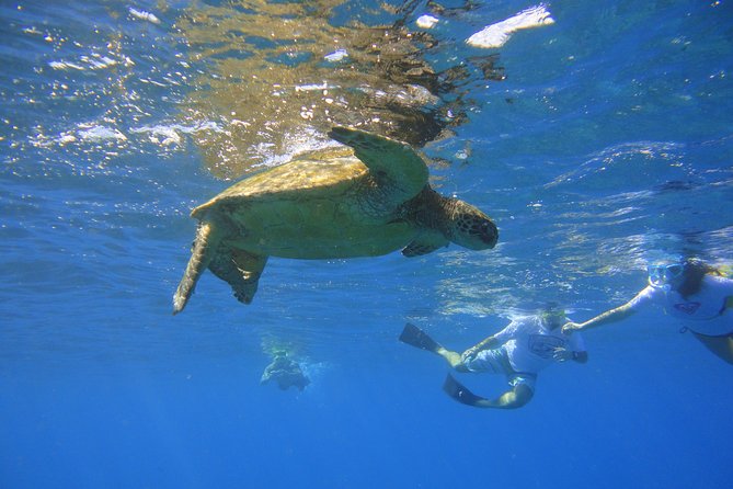 West Maui Snorkeling Experience by Boat from Ka'anapali - The Experience: Marine Life, Guides, and Atmosphere