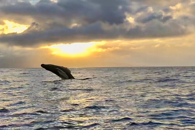 West Maui Sunset Whale Watch - Authentic Perspectives from Reviews