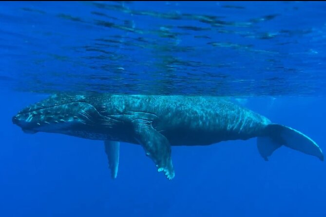 West Maui Sunset Whale Watch - Final Thoughts