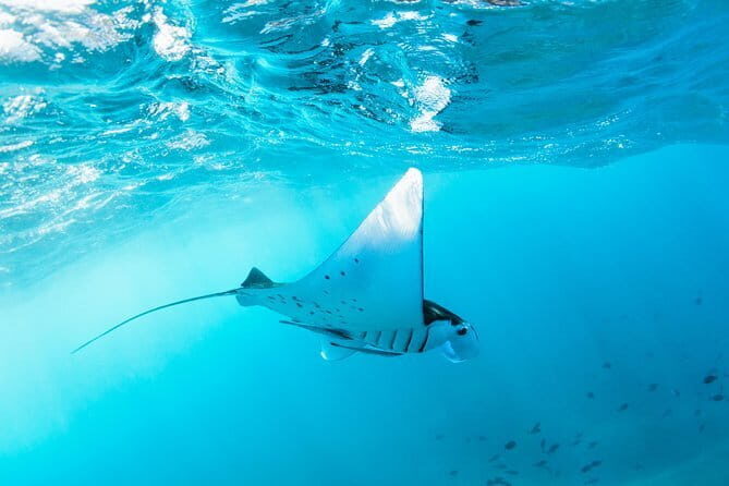West Nusa Penida & Snorkeling Private Full day Tour - Key Points