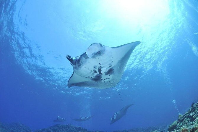 West Nusa Penida with Snorkeling Swim With Manta Rays - Who Will Love This Tour?
