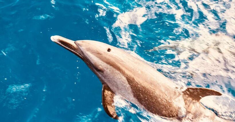 West O'ahu: Dolphin Watching and Snorkeling Catamaran Cruise - A Deep Dive into the Experience