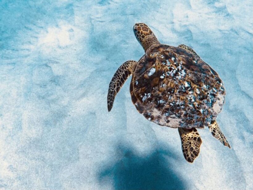 West O'ahu: Dolphin Watching and Snorkeling Catamaran Cruise - Final Thoughts: Is It Worth It?