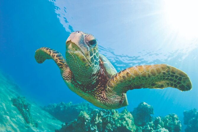 West Oahu Green Sea Turtle and Dolphin Snorkel Sail with Lunch - Key Points