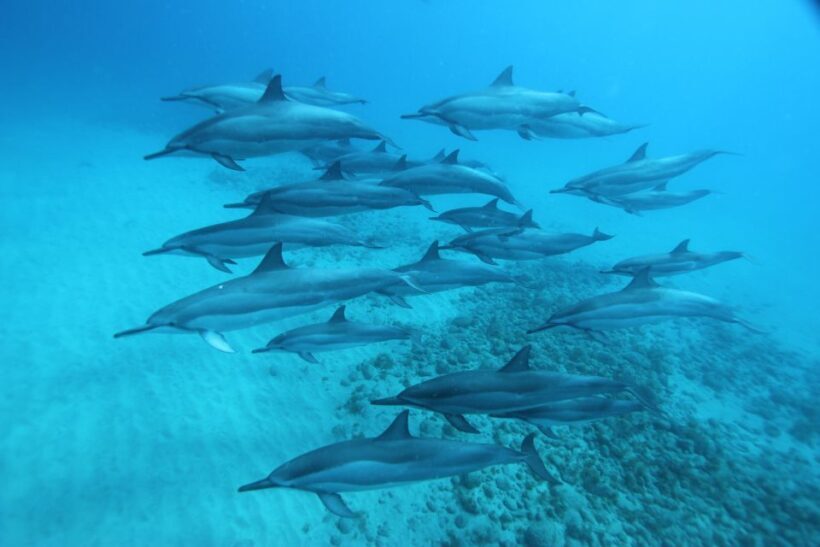 West O'ahu: Swim with Dolphins Catamaran Cruise - Who Should Consider This Tour?