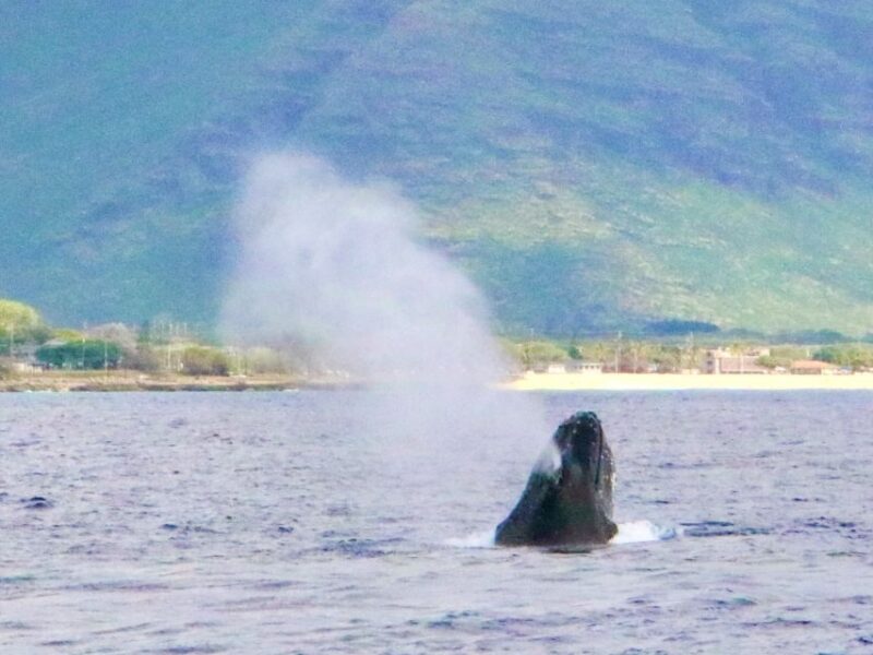 West O'ahu: Swim with Dolphins Catamaran Cruise - The Bottom Line