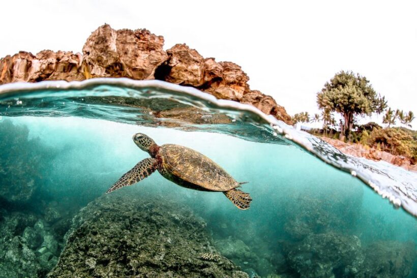 West Oahu: Turtles, Dolphins, and Snorkeling Tour with Lunch - The Experience and Its Value